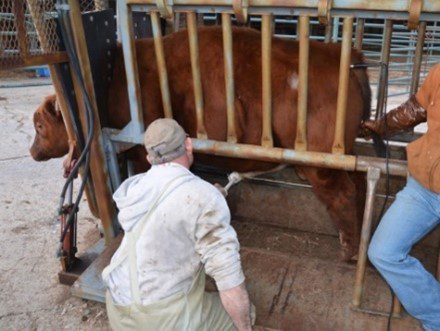 UGVS Newsletter – June 2022 – Upper Grand Veterinary Services